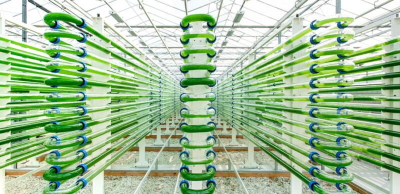 FUL Foods: microalgae-based HEME-protein for plant-based meat ...